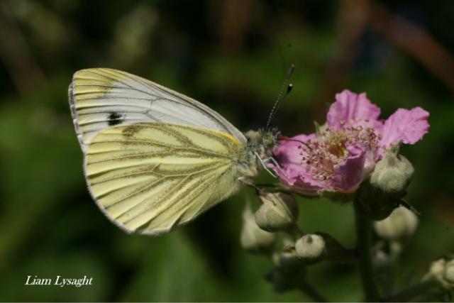 Green-veined White (Pieris napi) - Detail - Biodiversity Maps
